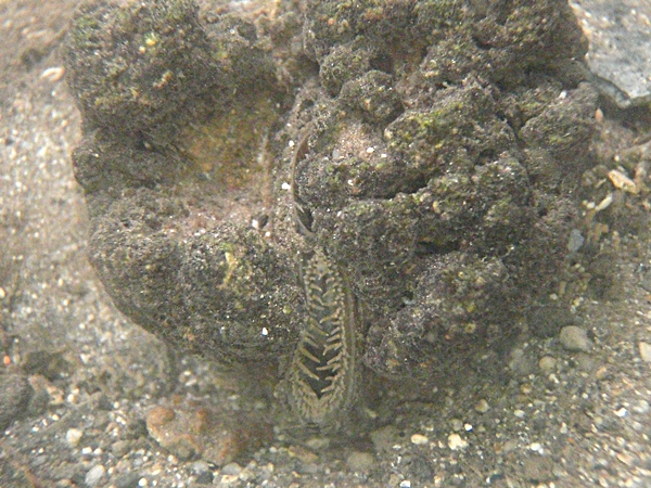 Muscheln (Bivalvia)