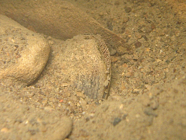 Muscheln (Bivalvia)