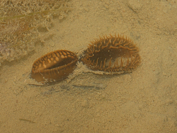 Muscheln (Bivalvia)